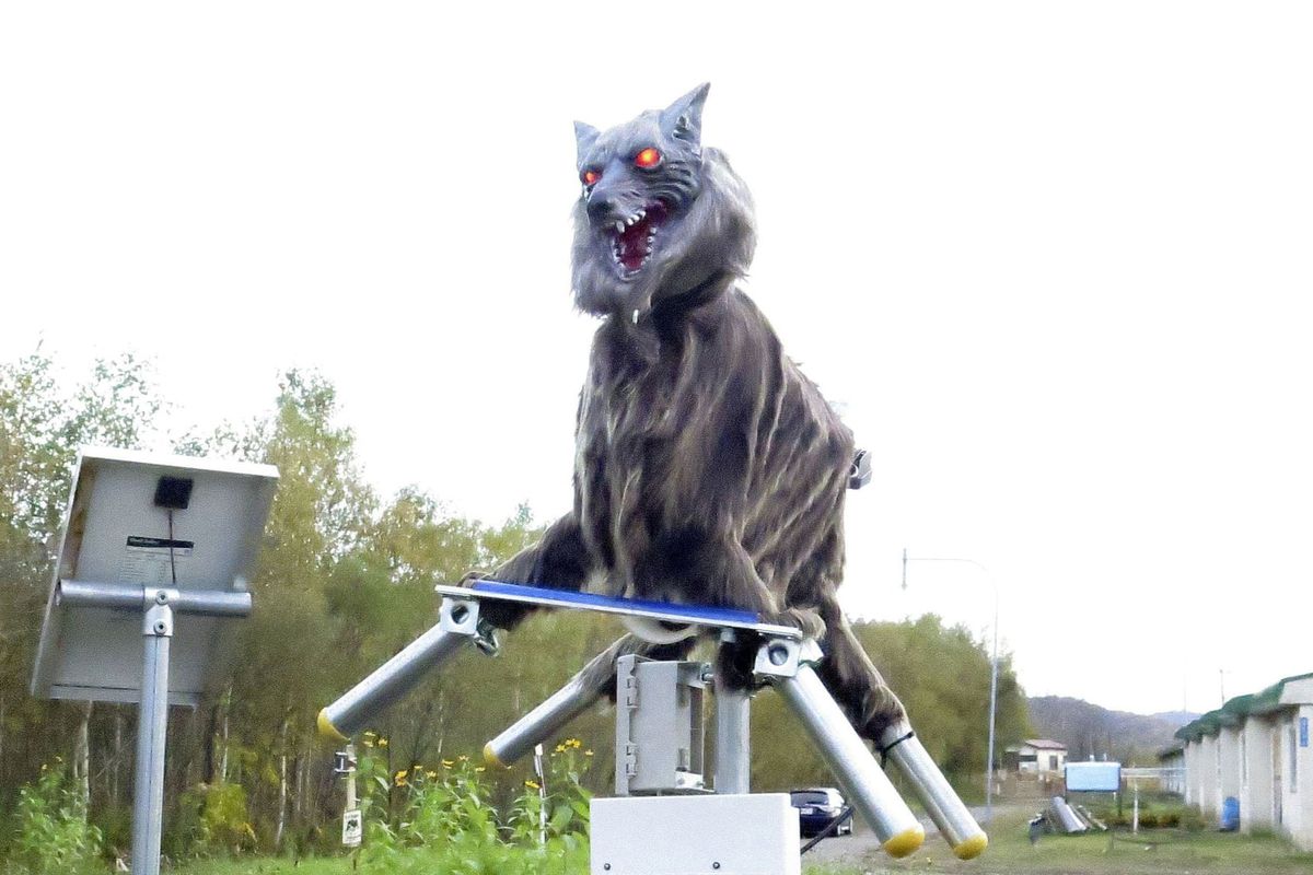 Monster Wolf, los robots lobos que previene de los ataque de osos pero ...